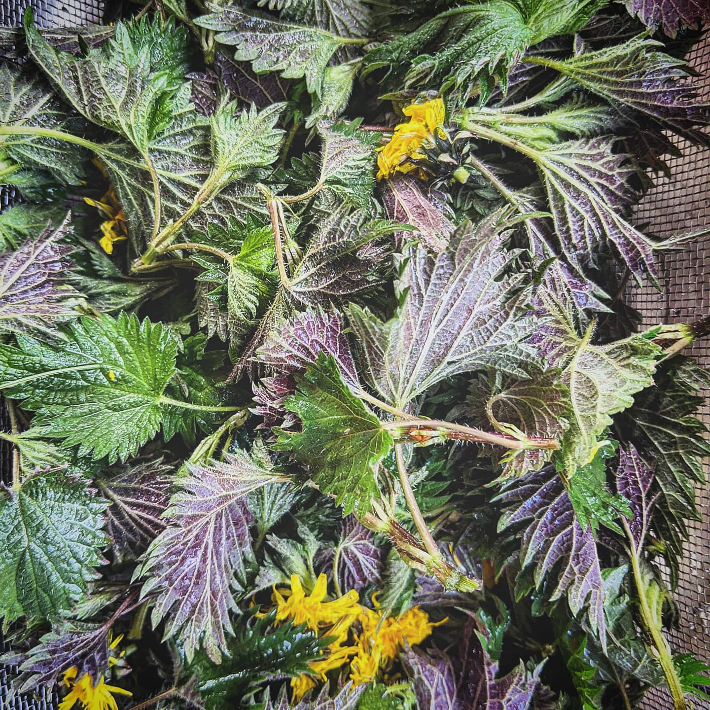 Nettle Top & Dandelion Flower Joose IPA – Homebrew Beer Recipe ...