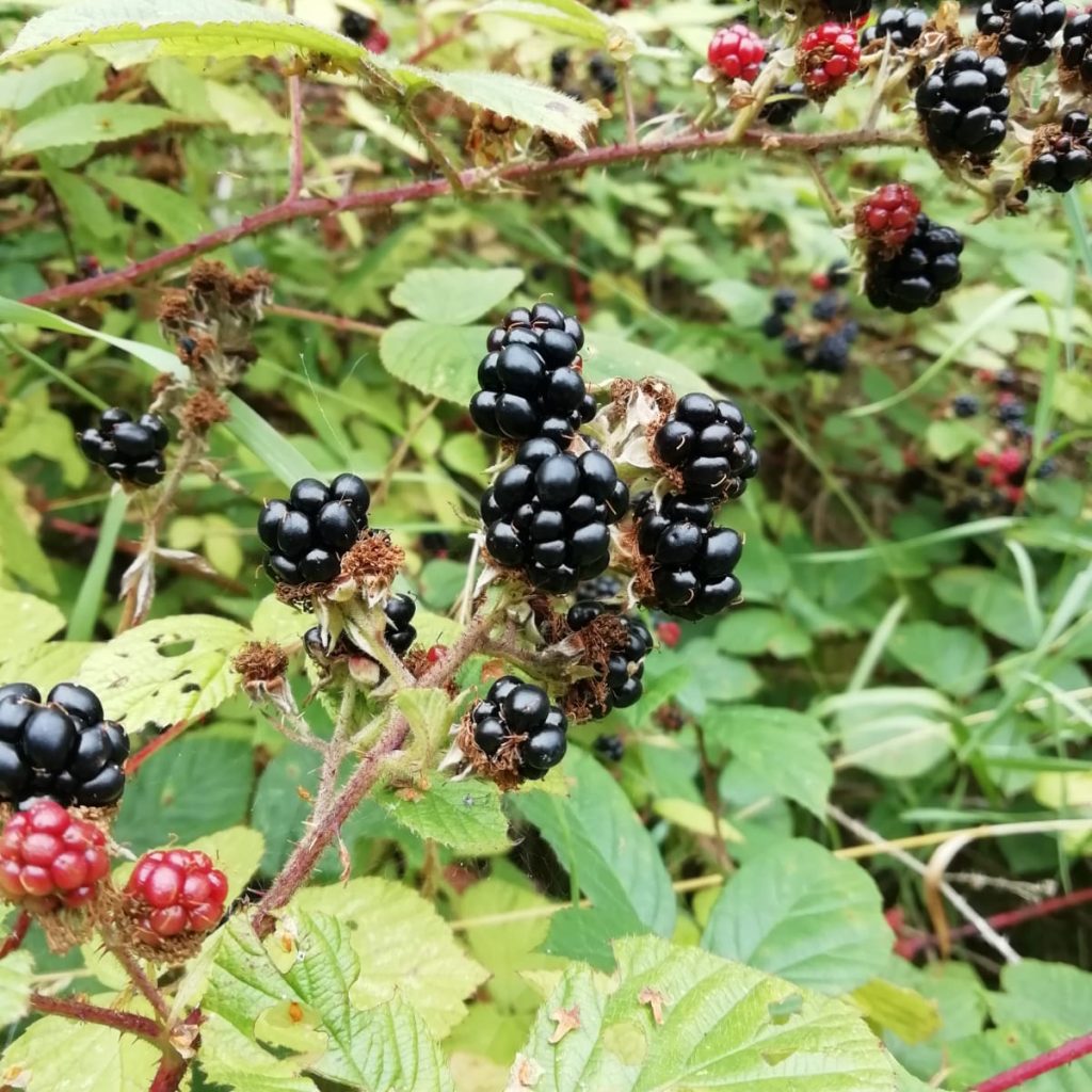 What’s in Season: September – Cottage Cookbook